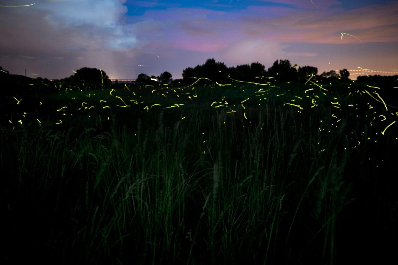 Ecology Archives - DarkSky Colorado
